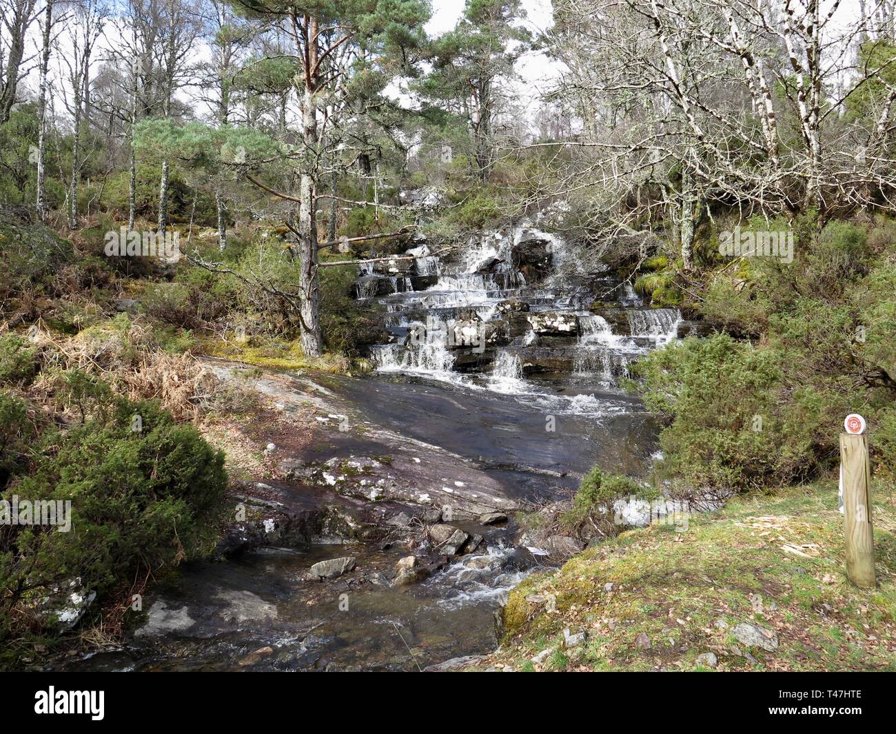 Aspen trees scotland hi-res stock photography and images - Alamy