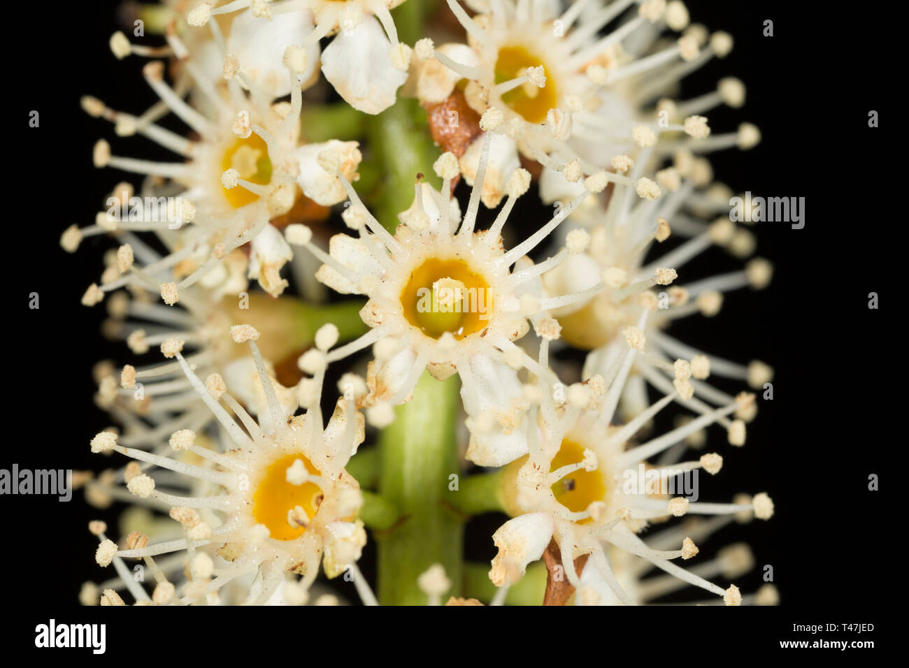 Flowers of the Cherry Laurel, Prunus laurocerasus, from a tree growing ...