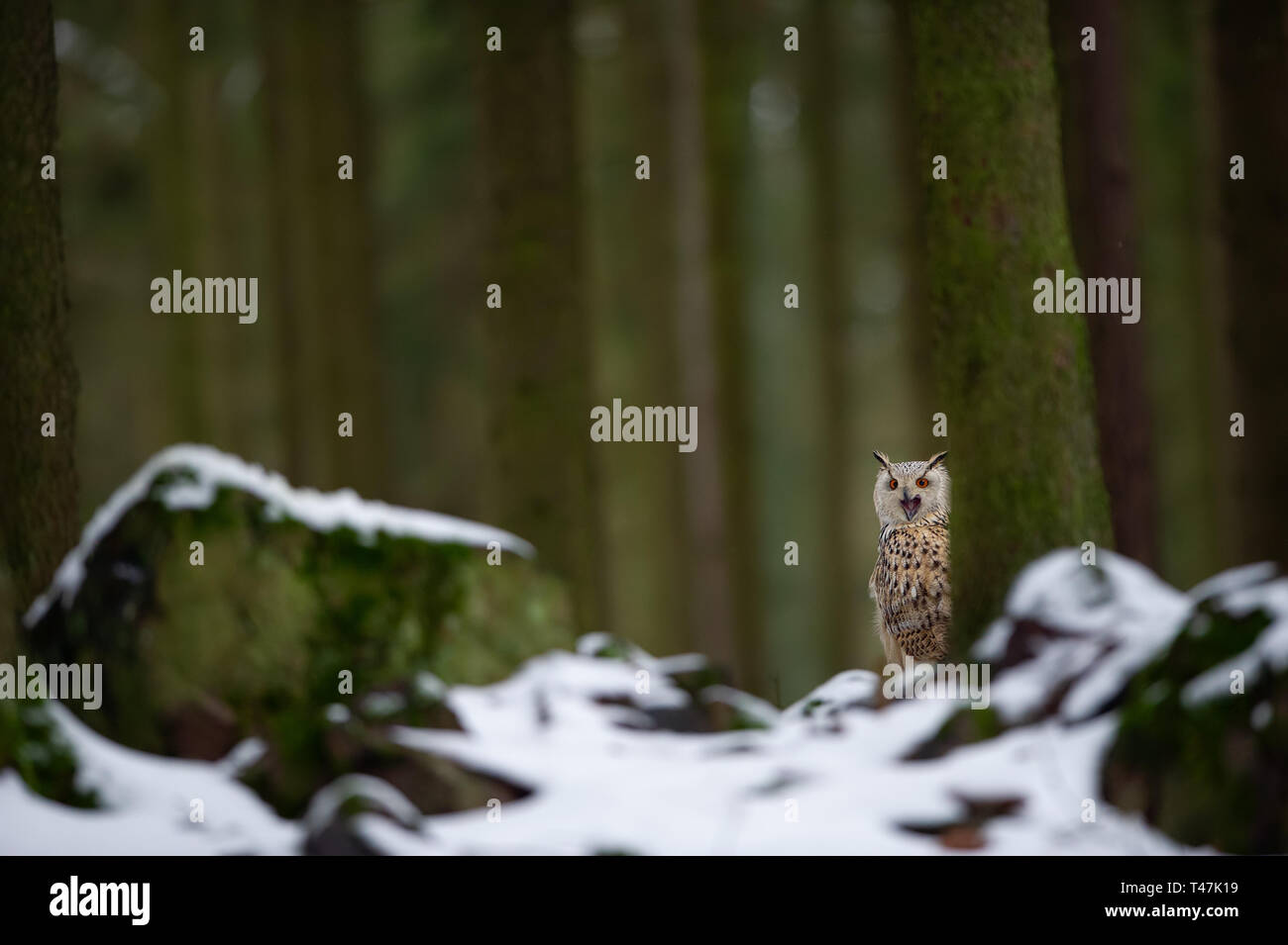 Eagle hidden in tree hi-res stock photography and images - Alamy