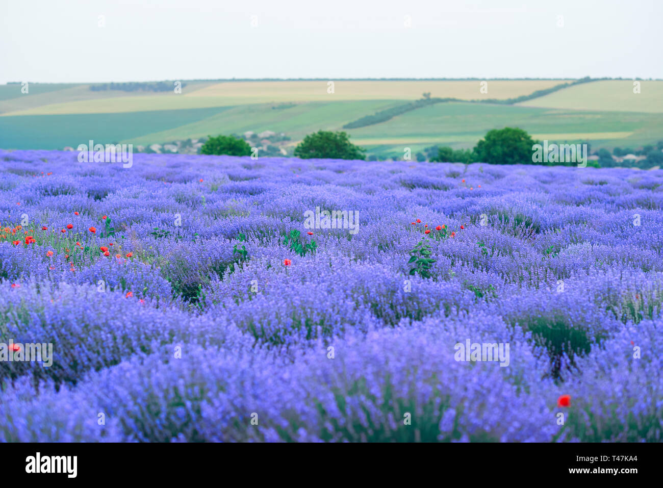 lavender flower field, beautiful summer landscape Stock Photo - Alamy
