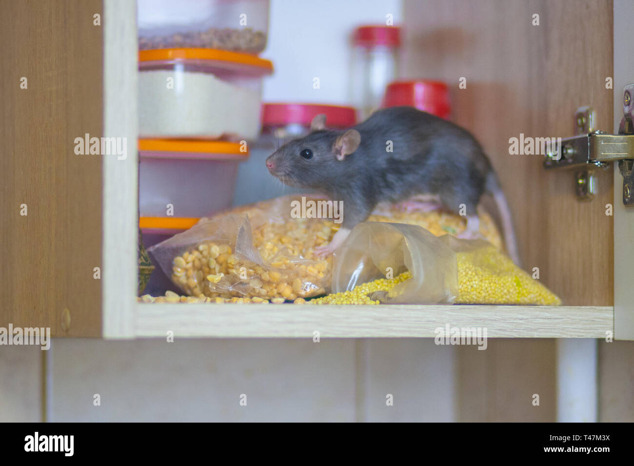 destruction of food stocks. the rat is the black symbol of the 2020 ...
