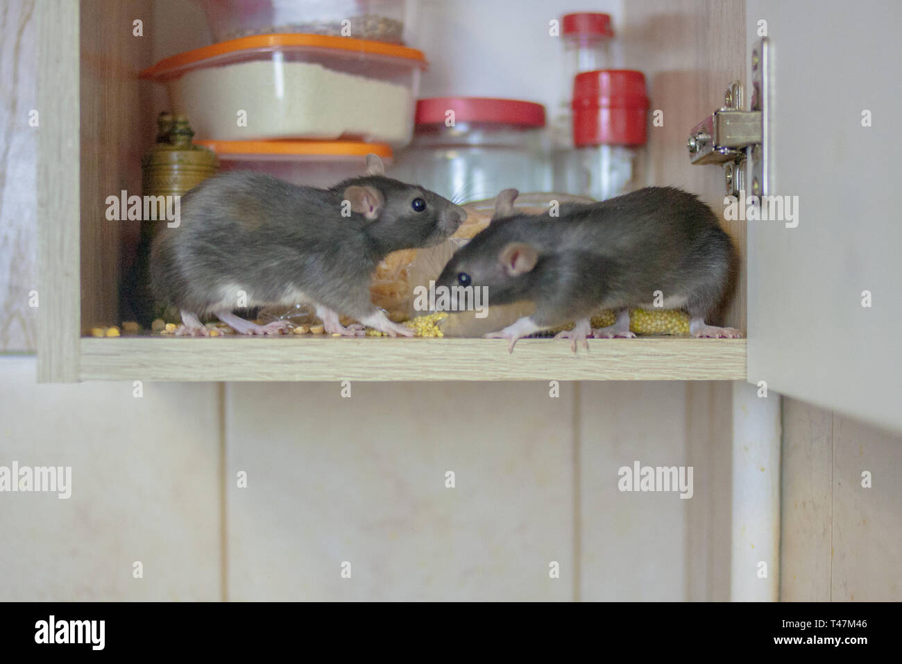 destruction of food stocks. mice are black two pieces. symbol of the ...
