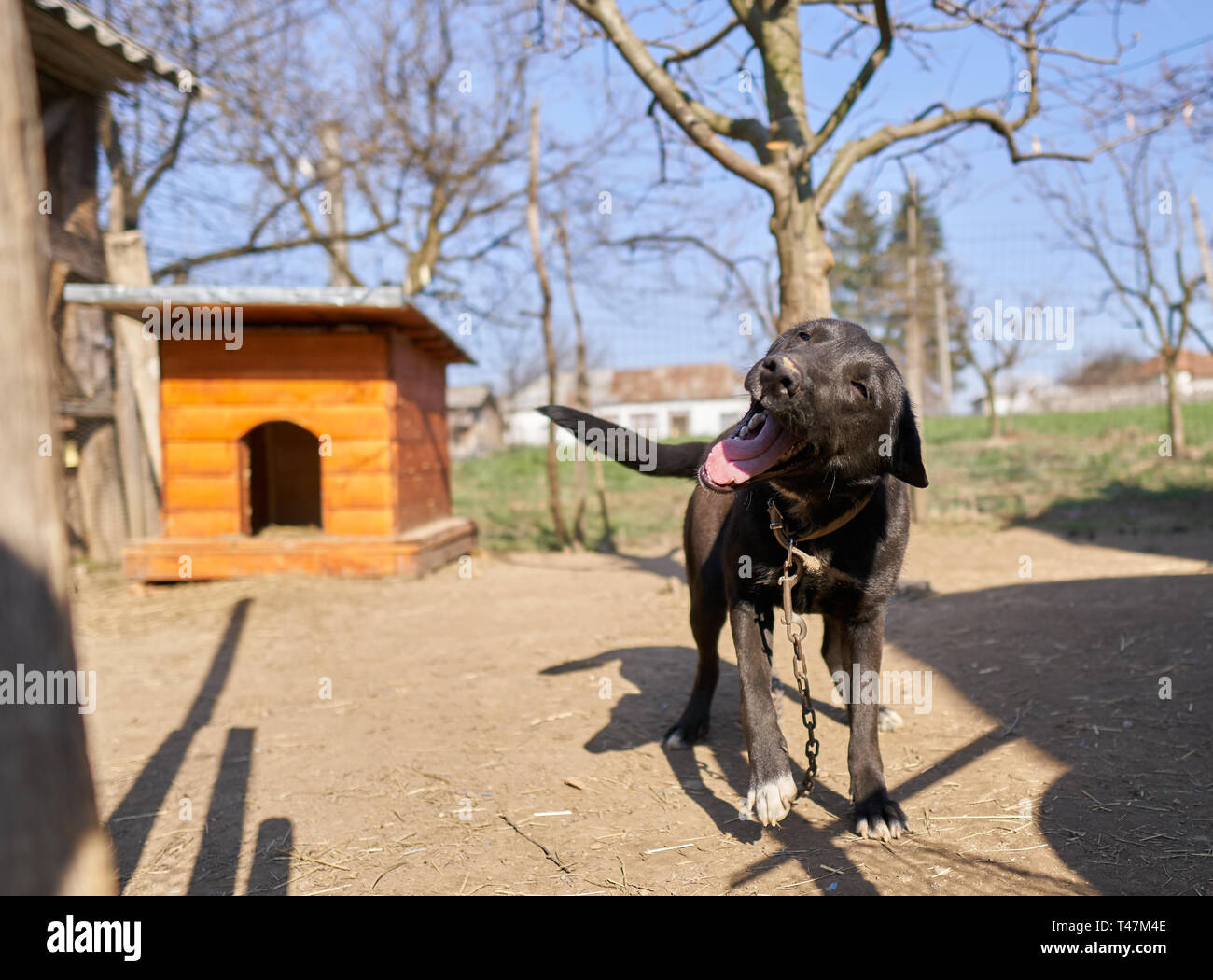 Female guard dog by the doghouse Stock Photo - Alamy