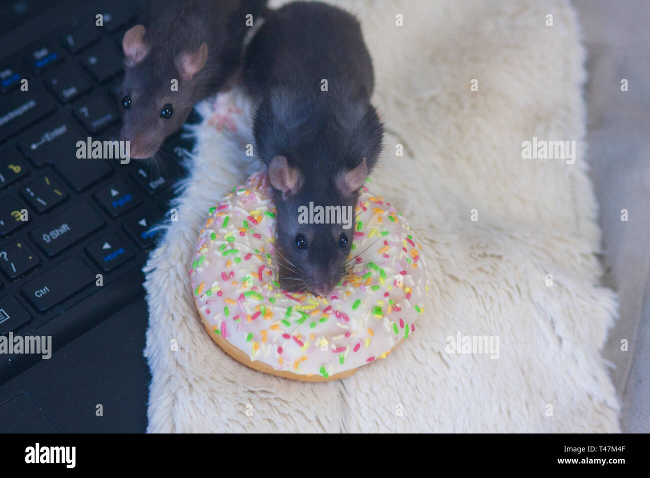 rat black and a donut . symbol of the 2020 Chinese calendar. love to ...