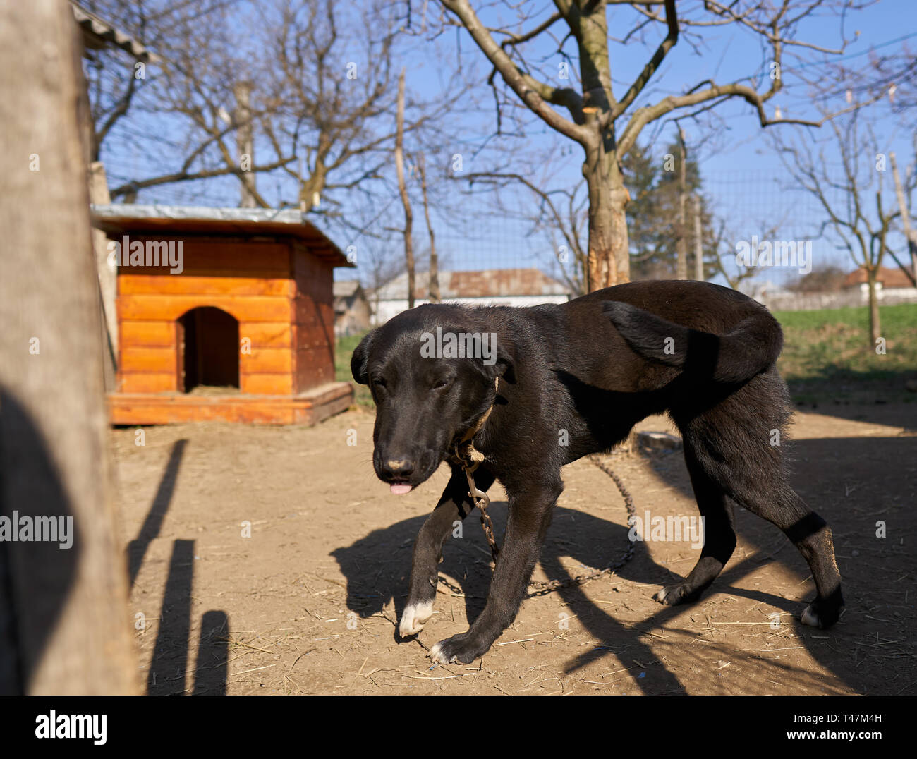 Female guard dog by the doghouse Stock Photo - Alamy