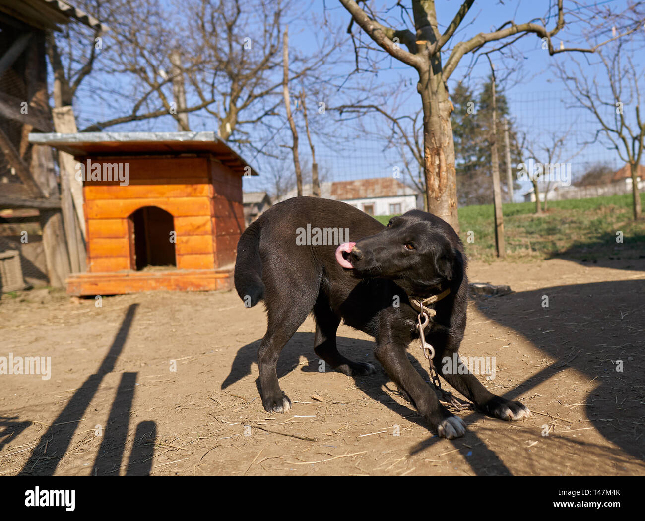Dog chained garden hi-res stock photography and images - Alamy