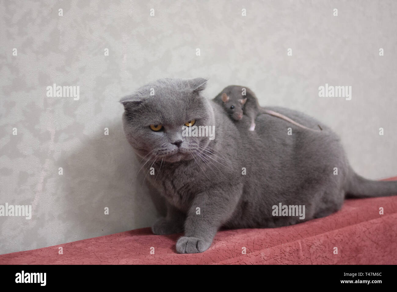 friendship is an outcast concept. predator and prey. a black rat and a ...