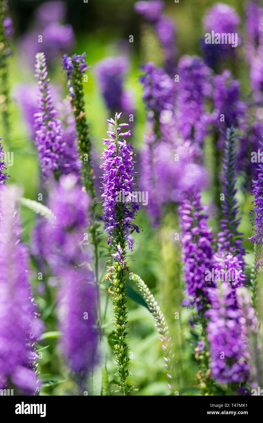 Purple field flowers hi-res stock photography and images - Alamy