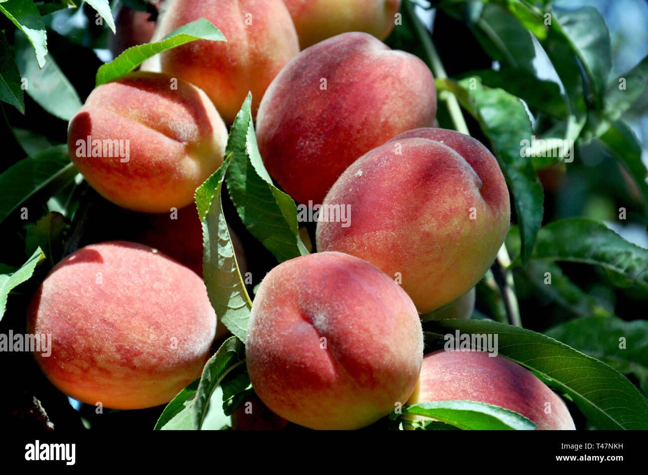 The peach tree branches hi-res stock photography and images - Alamy