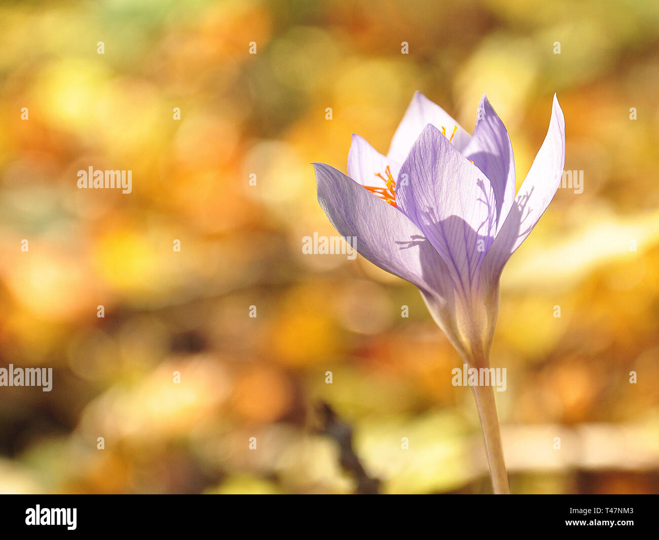 Wild crocus hi-res stock photography and images - Alamy
