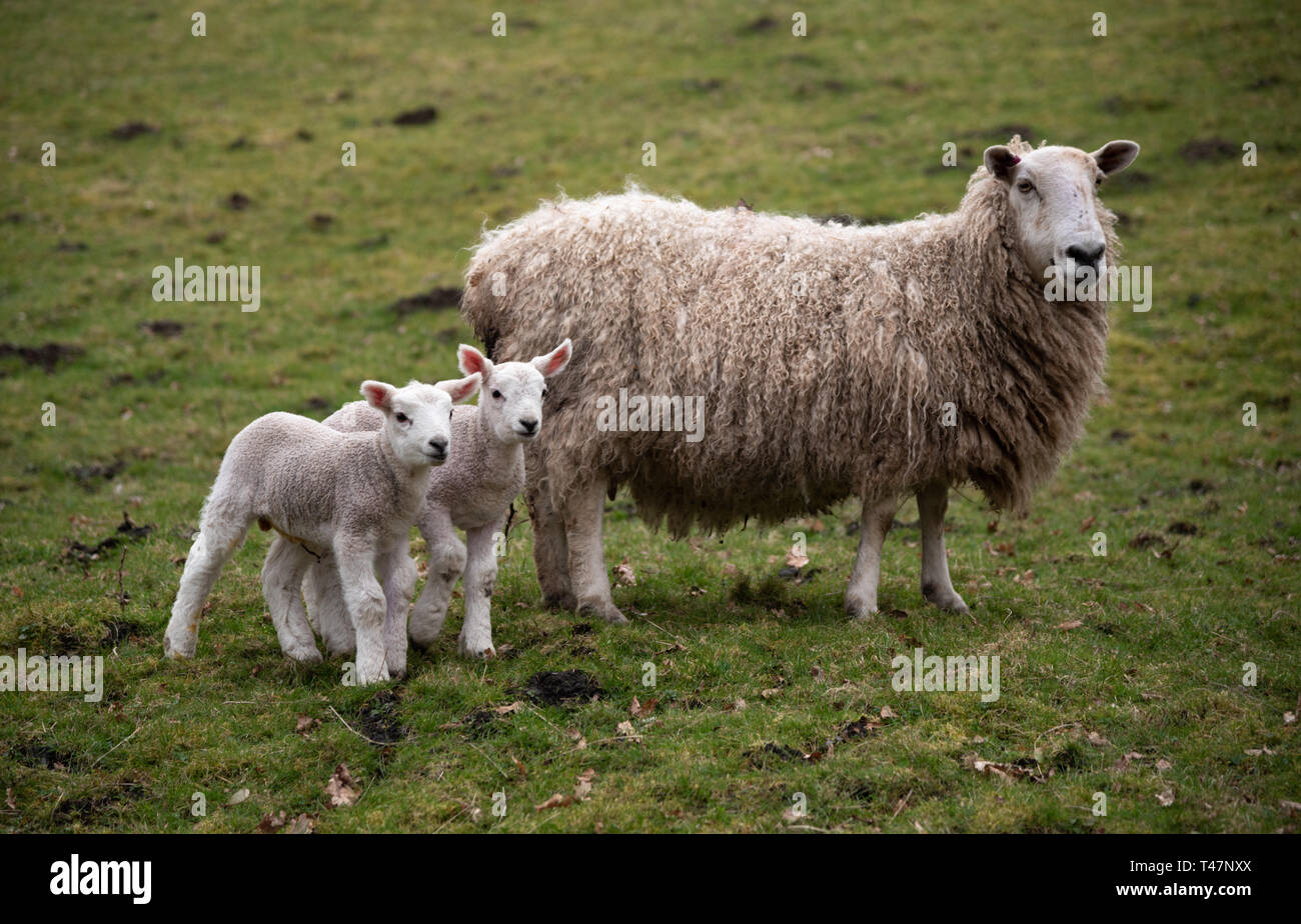 Welsh lambs hi-res stock photography and images - Alamy