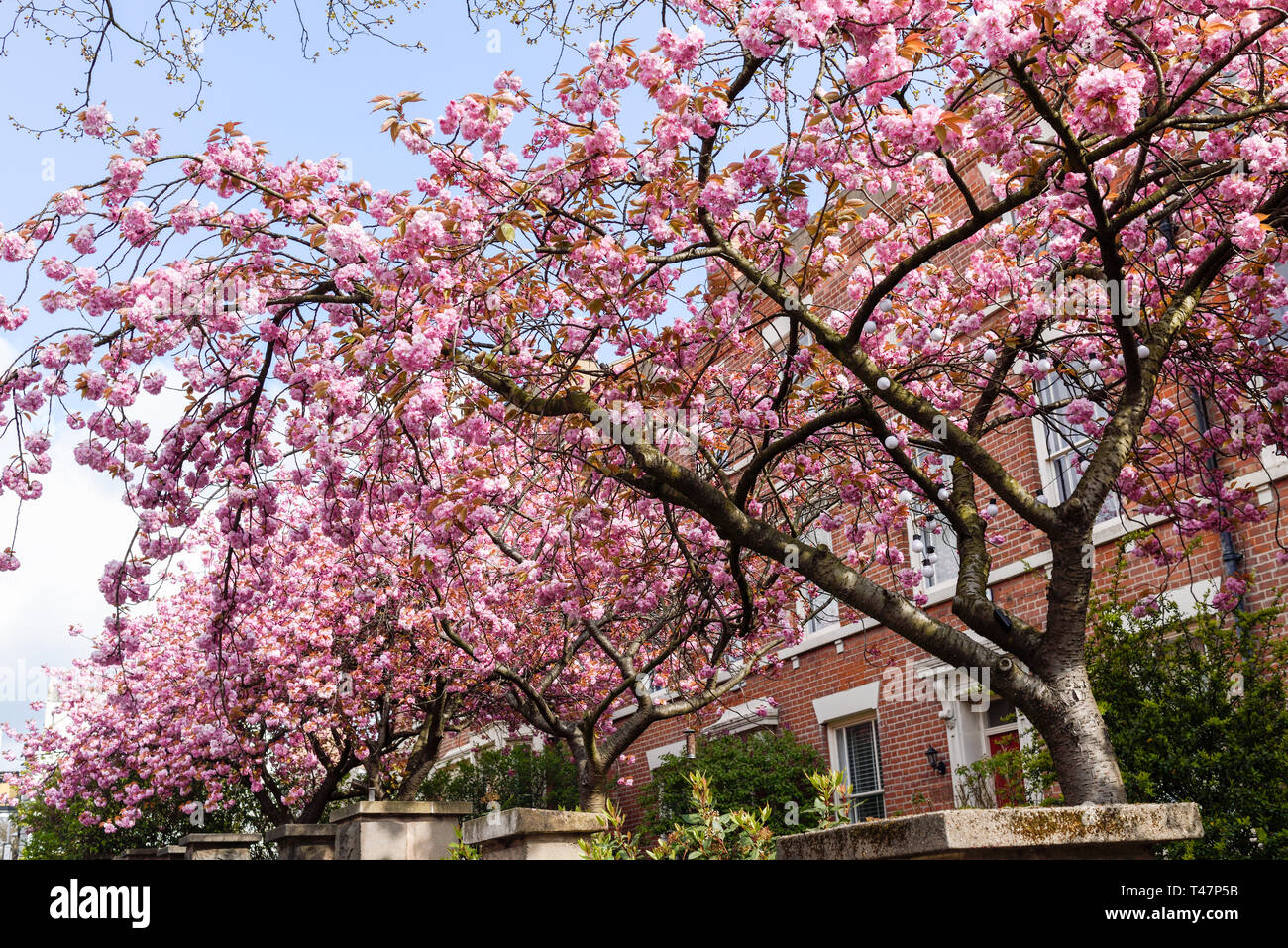 Urban Cherry Trees line a city centre street, UK Stock Photo - Alamy