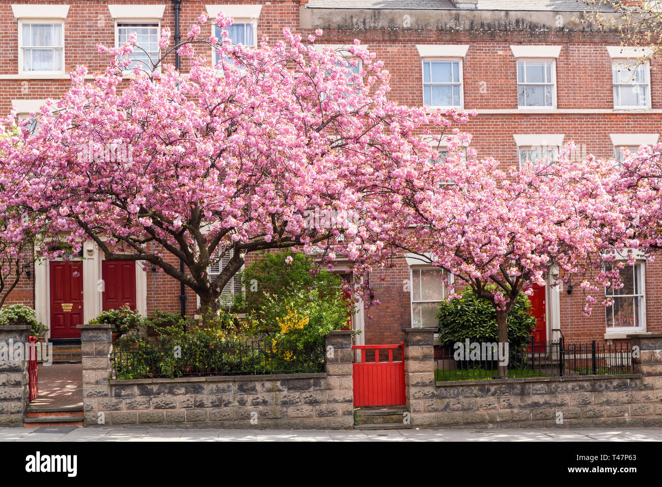 Urban Cherry Trees line a city centre street, UK Stock Photo - Alamy