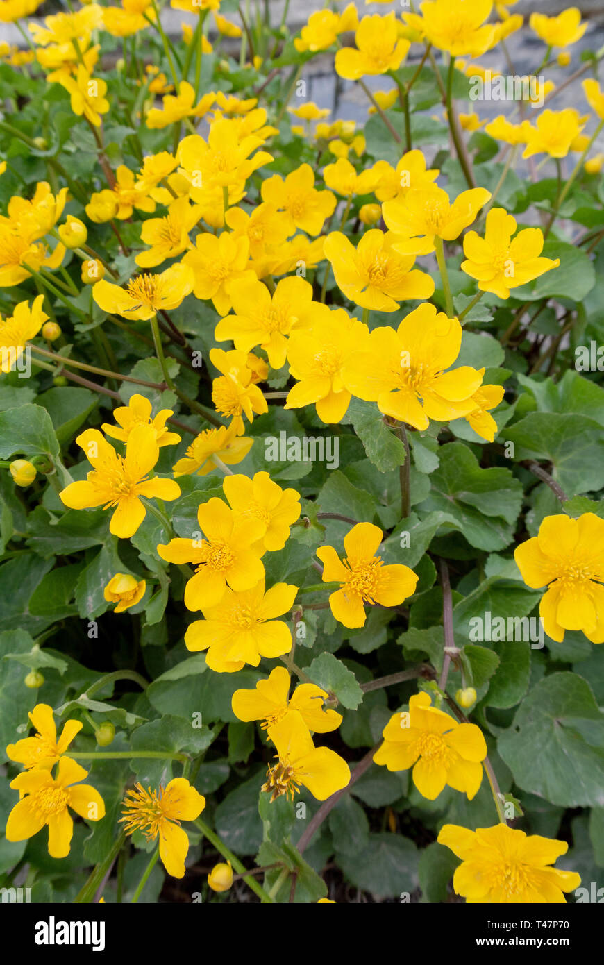 Blossom of marsh marigold hi-res stock photography and images - Alamy
