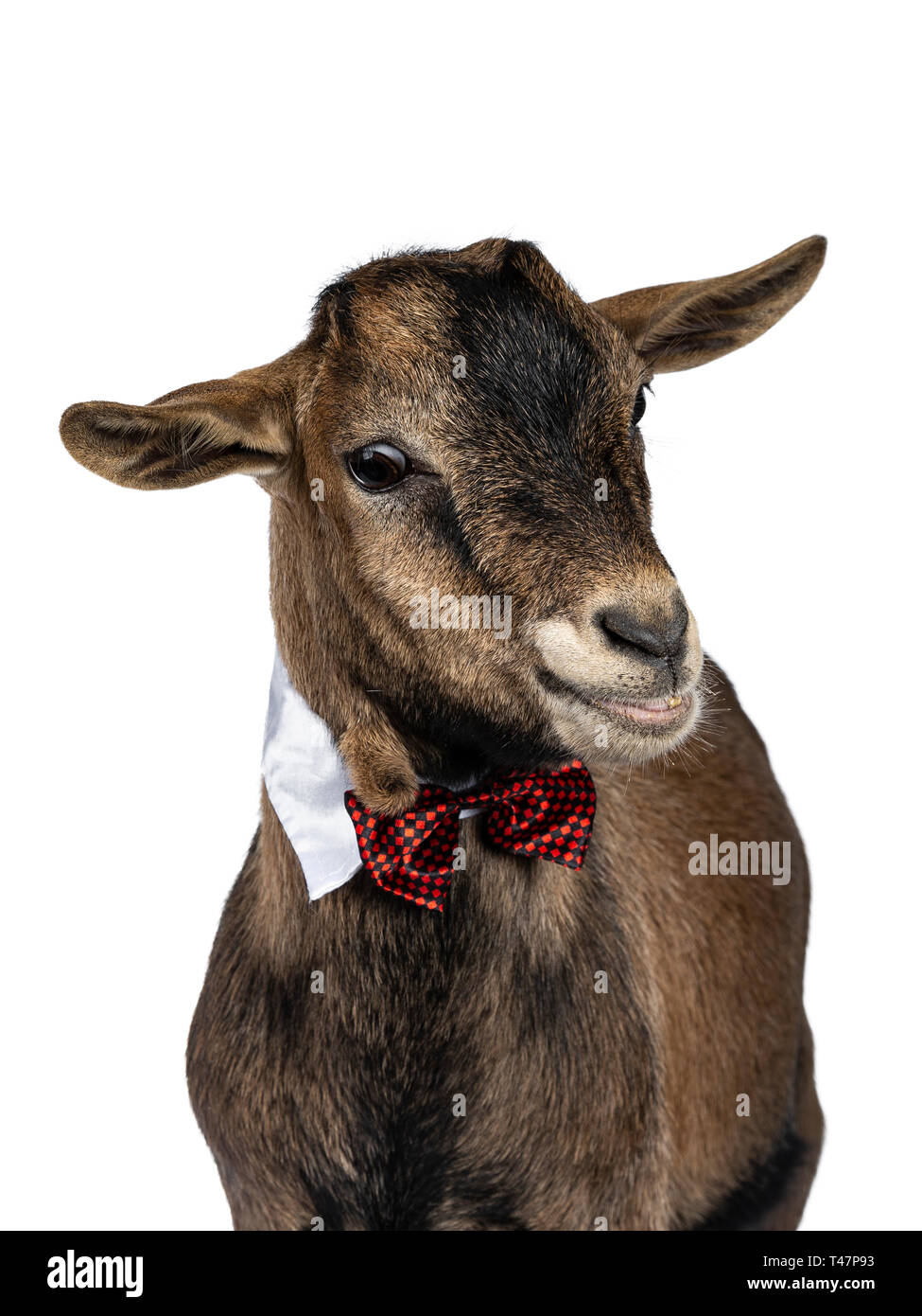 Goat party hi-res stock photography and images - Alamy