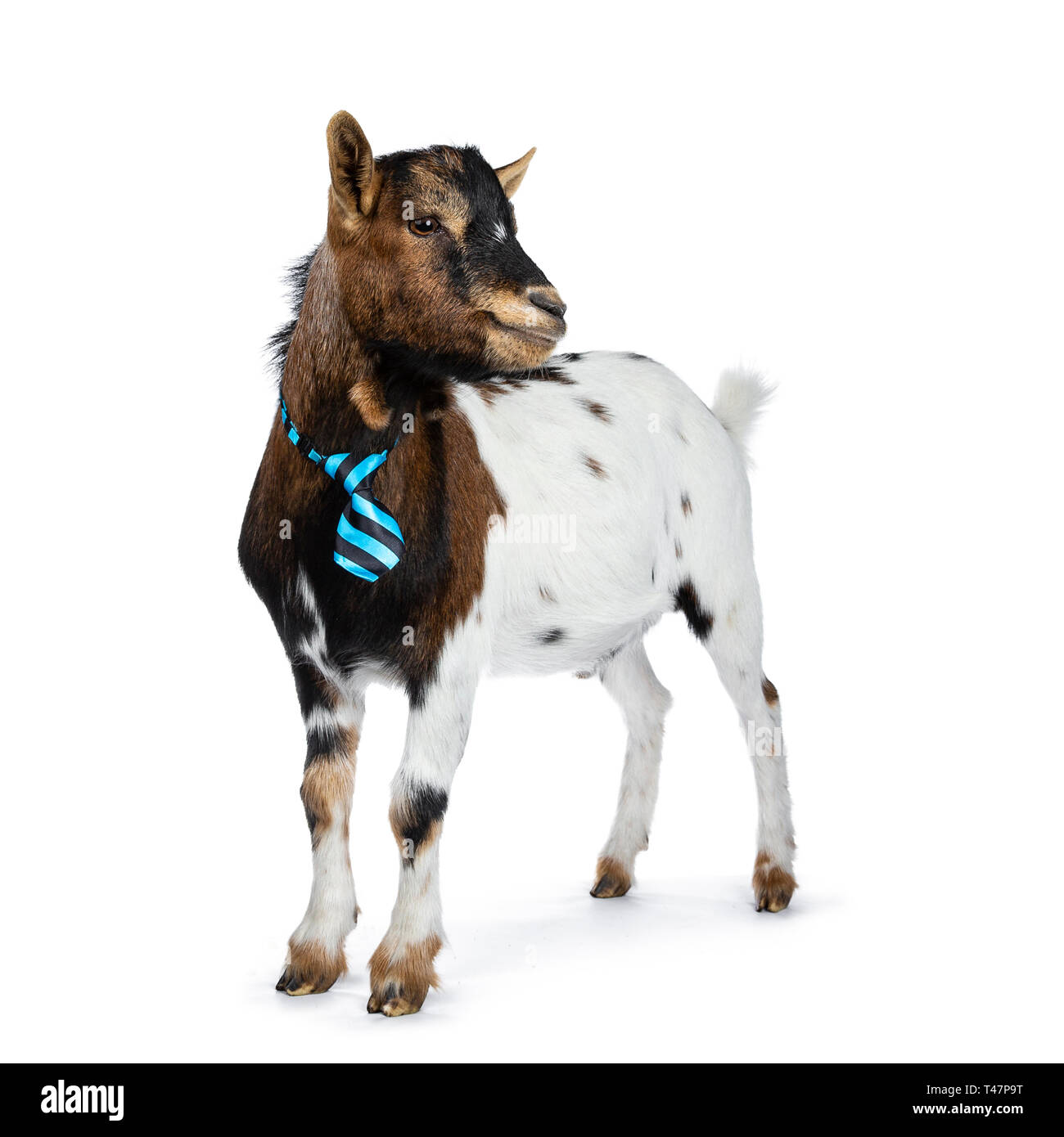 Funny spotted pygmy goat wearing a blue and black striped tie, standing ...