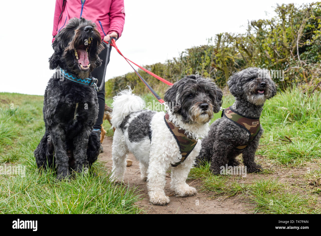 Dog Walker and selection of Dogs beening exercised Stock Photo - Alamy