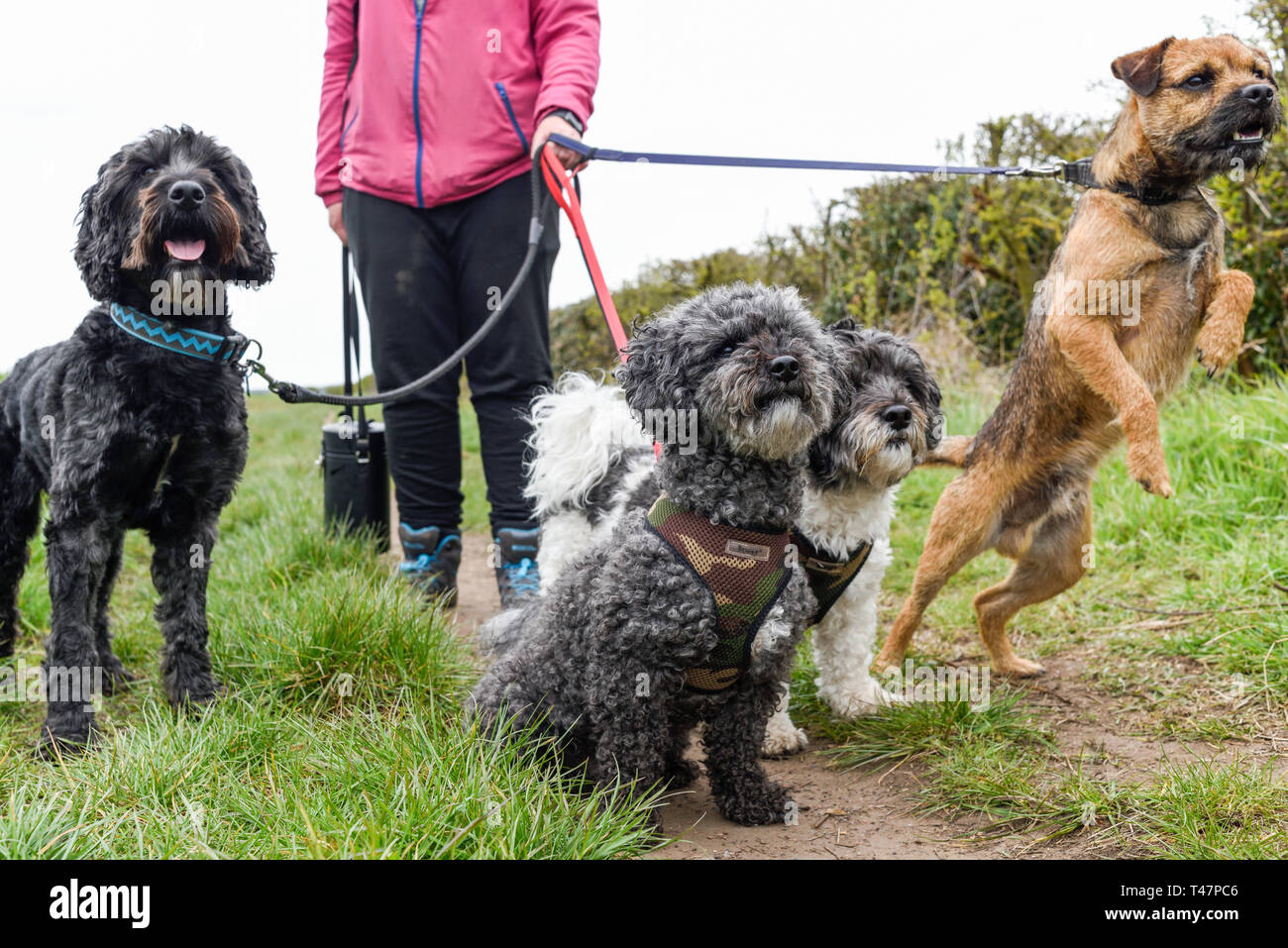 Dog Walker and selection of Dogs beening exercised Stock Photo - Alamy