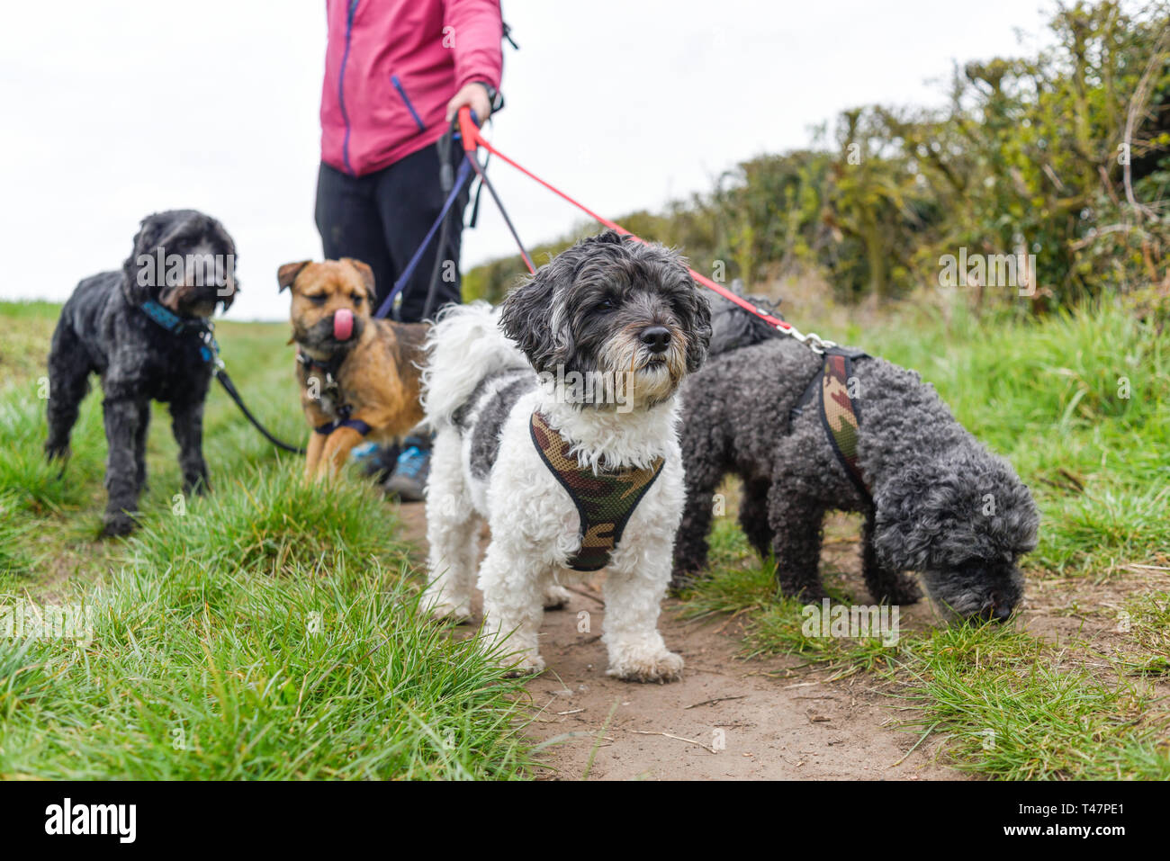 Dog Walker and selection of Dogs beening exercised Stock Photo - Alamy