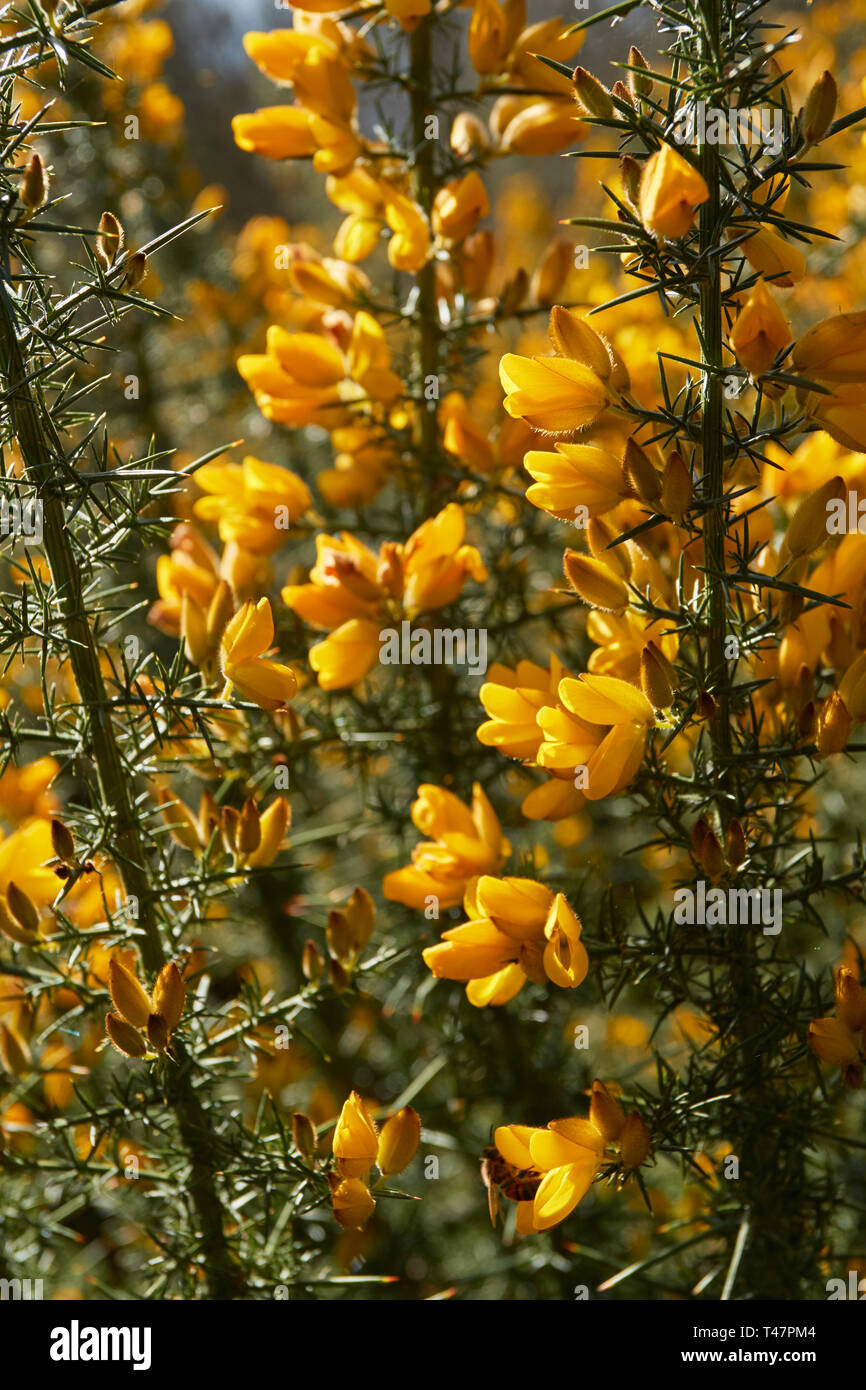 Striking yellow gorse flower in the spring sunshine. London, England ...