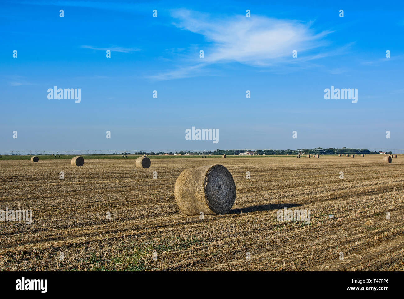 Soybean field after harvest with straw bales and watering system Stock ...