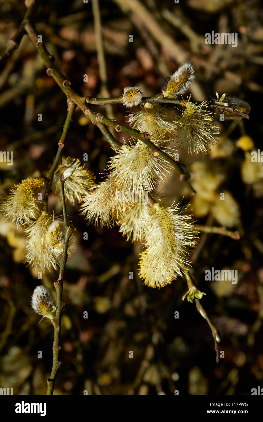 Hamamelididae hi-res stock photography and images - Alamy