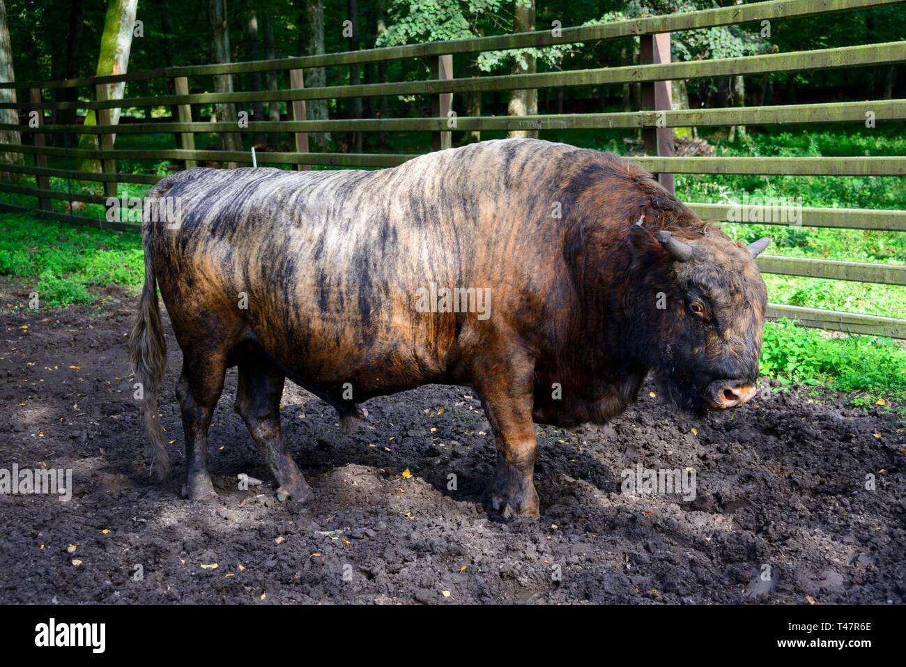 Crossing of domestic cattle bison bos taurus bison bonasus hi-res stock ...