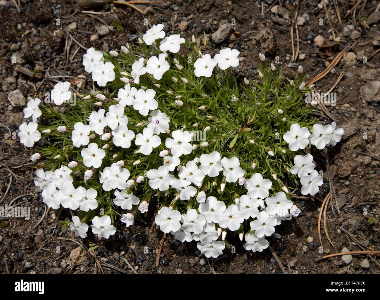 Rocky Mountain Phlox (Phlox multiflora), white flowers, Yellowstone ...