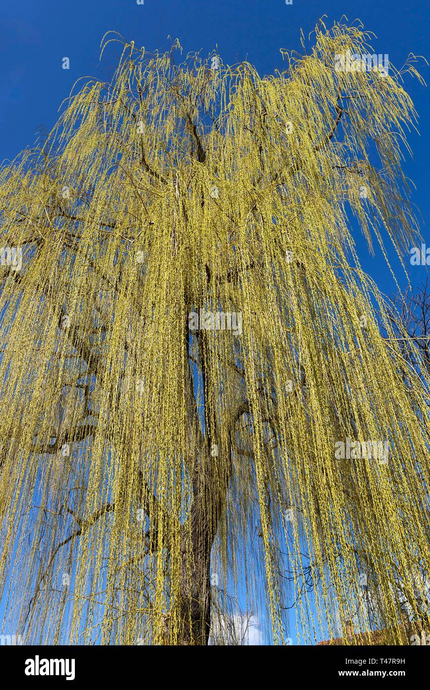 Weeping willow (Salix) with leaf growth in spring, blue sky, Bavaria ...
