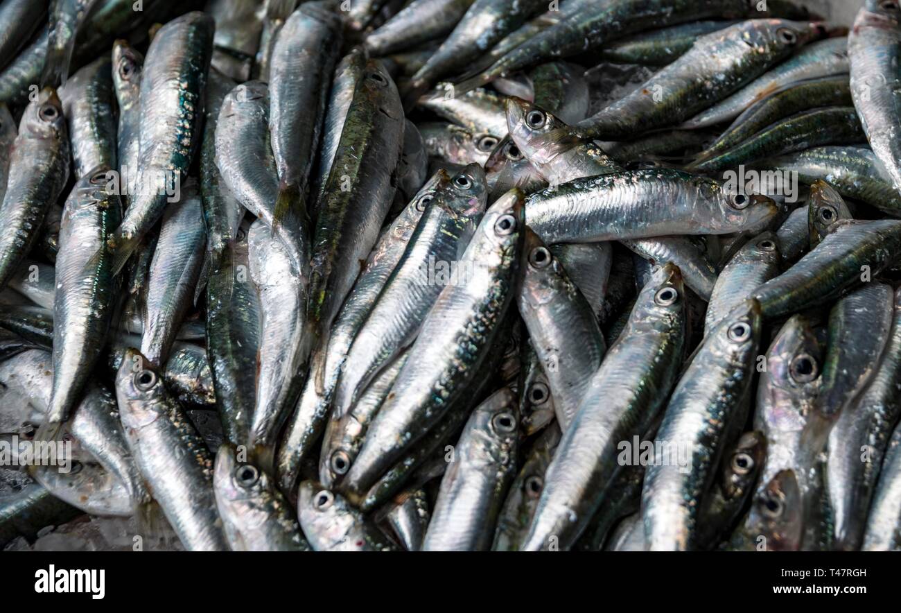 Porto sardines hi-res stock photography and images - Alamy
