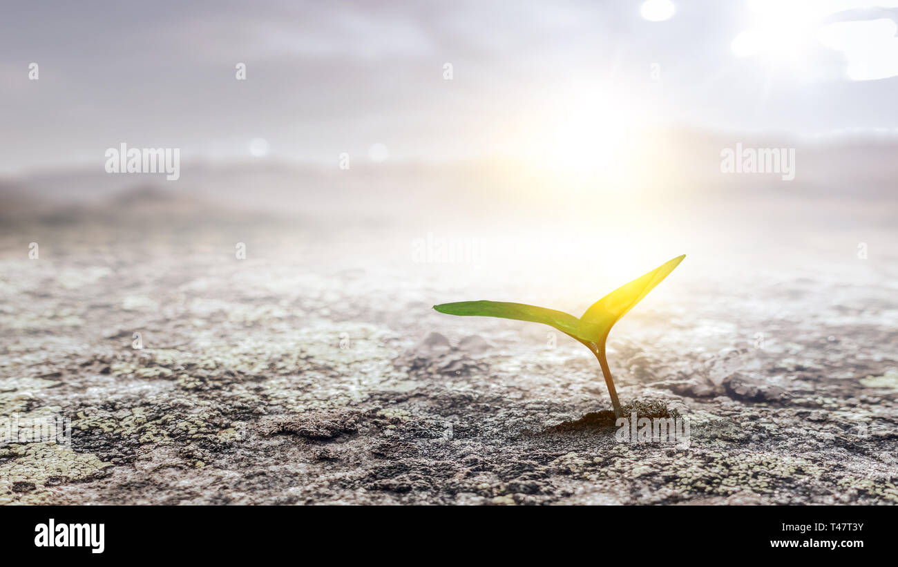 Seeding plant on the ground Stock Photo - Alamy