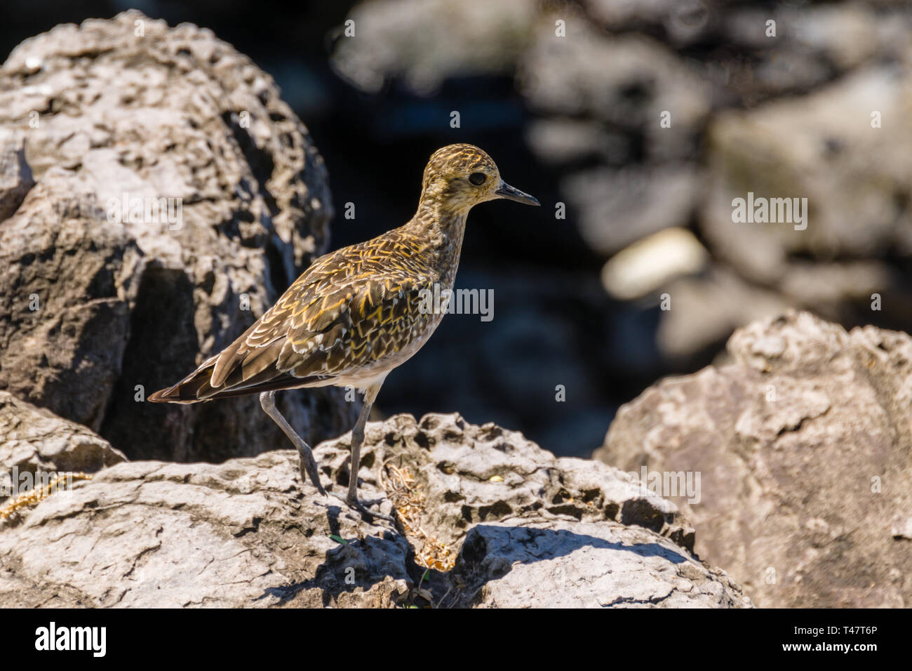 Pacific Golden Plover Stock Photo - Alamy