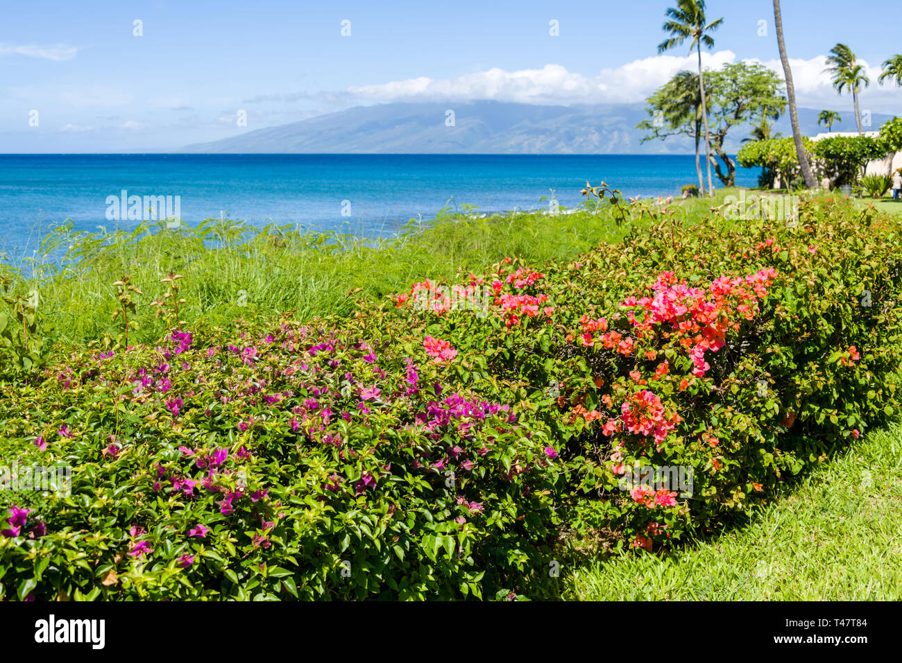 Bougainvillea hedge hi-res stock photography and images - Alamy Bougainvillea hedge hi-res stock photography and images - Alamy