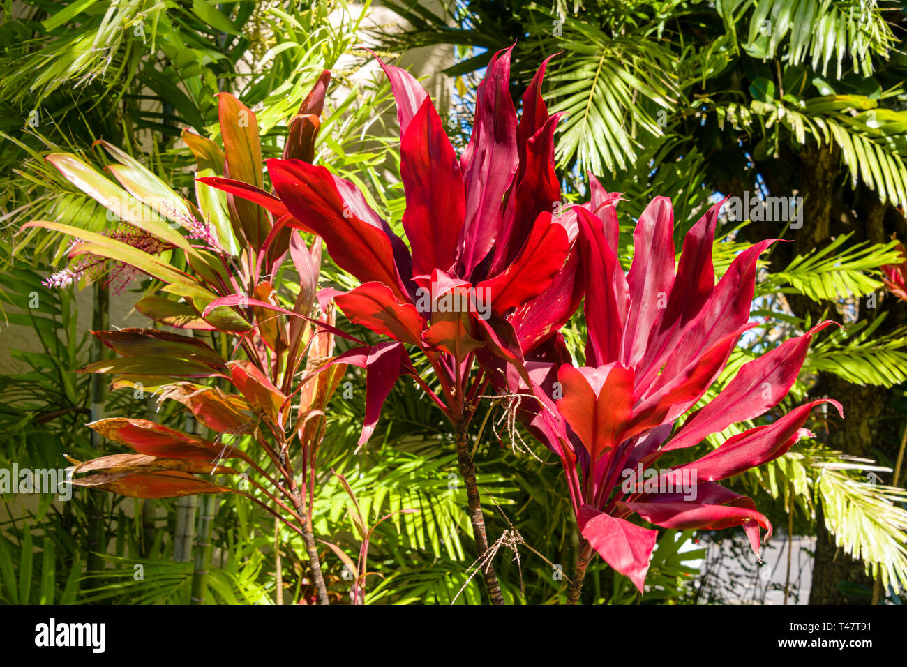Ti plant hi-res stock photography and images - Alamy