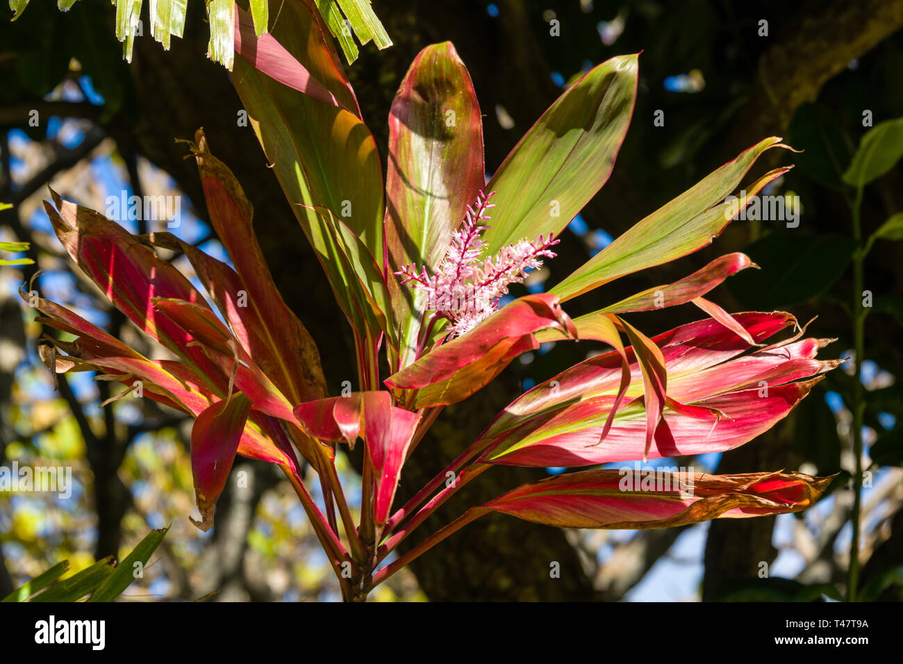 Cordyline fruticosa flower hi-res stock photography and images - Alamy