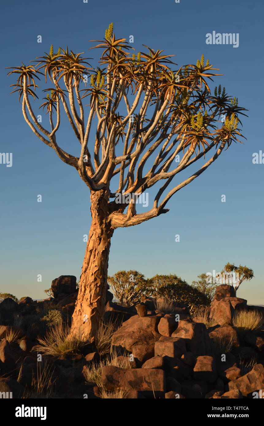 Desert landscape with a quiver tree (Aloe dichotoma), Namibia, Africa ...