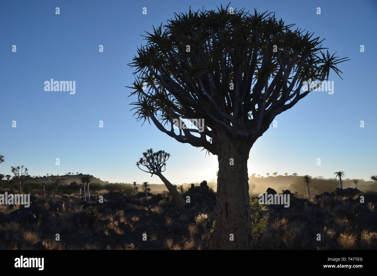 Desert landscape with a quiver tree (Aloe dichotoma), Namibia, Africa ...