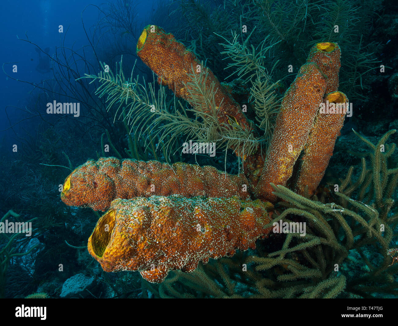 Reef scenery, Yellow tube sponge (Aplysina fistularis)coral fire and ...