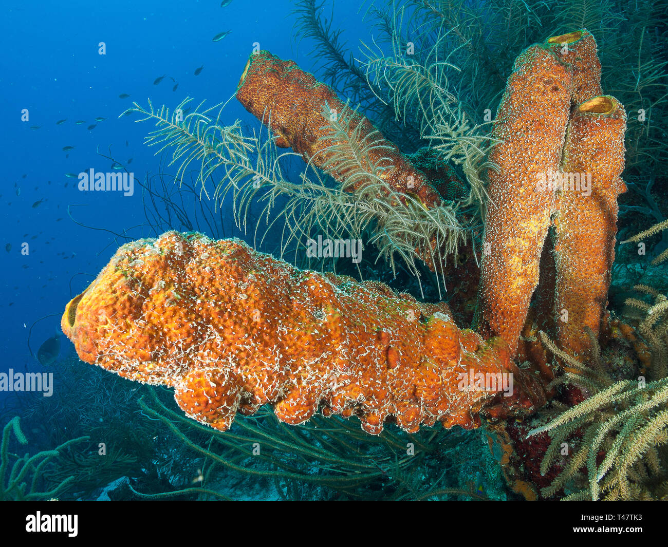 Niphates digitalis hi-res stock photography and images - Alamy