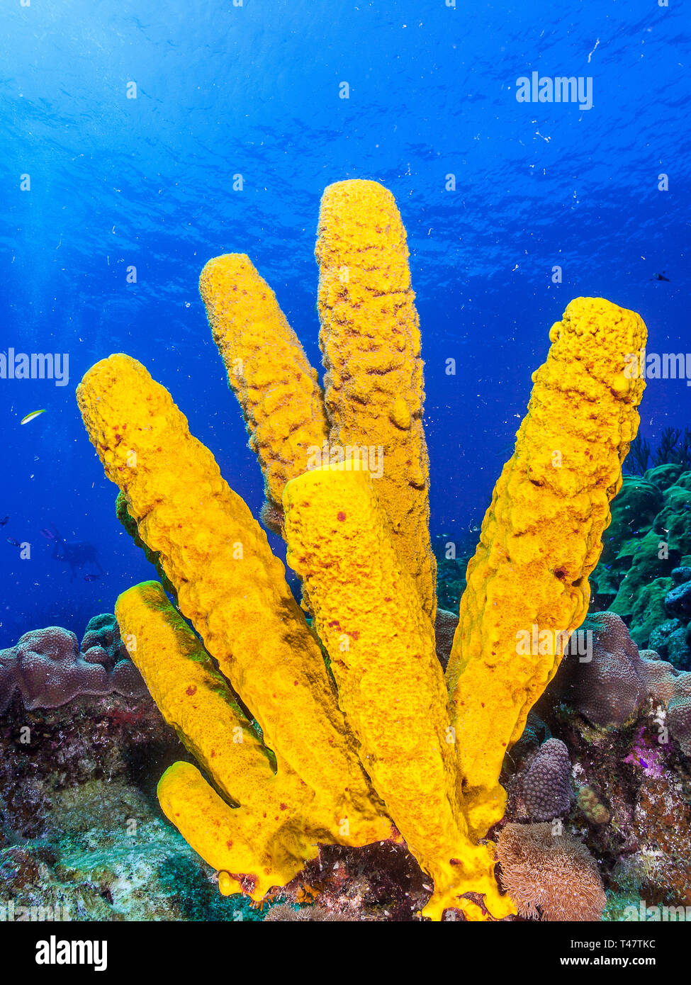 Reef scenery, Yellow tube sponge (Aplysina fistularis)coral fire and ...