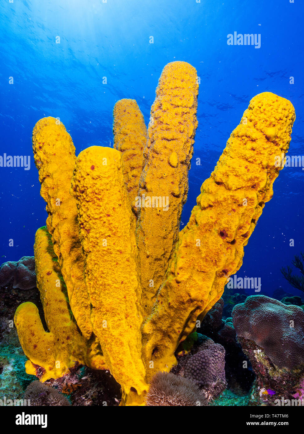 Reef scenery, Yellow tube sponge (Aplysina fistularis)coral fire and ...