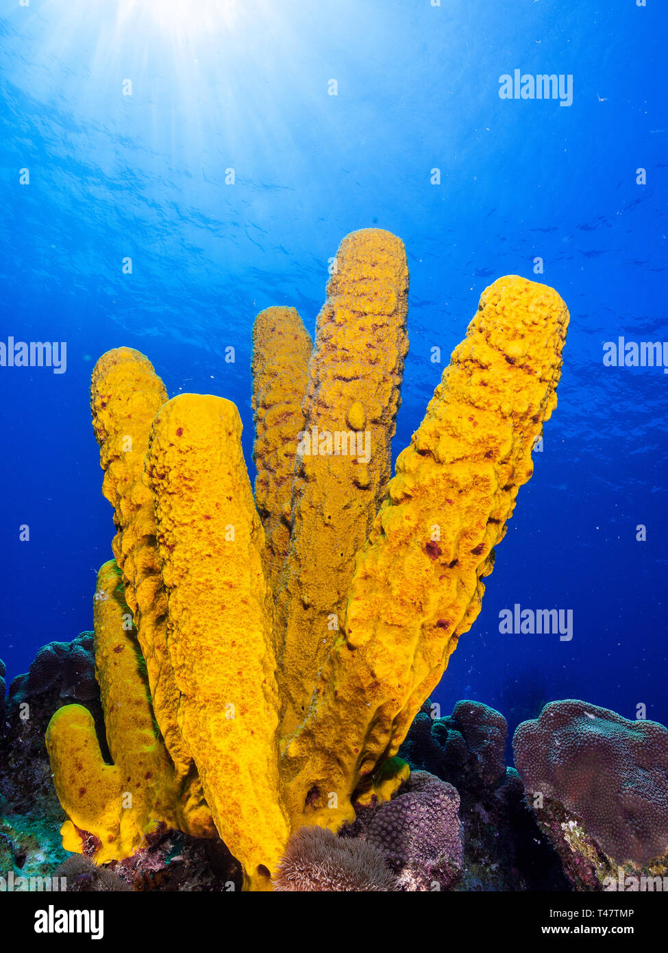 Reef scenery, Yellow tube sponge (Aplysina fistularis)coral fire and ...