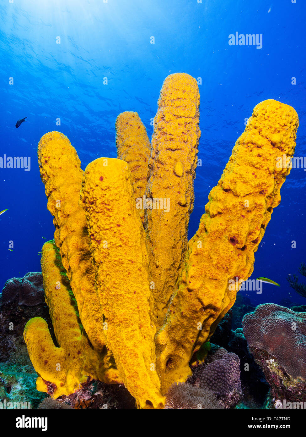 Reef scenery, Yellow tube sponge (Aplysina fistularis)coral fire and ...