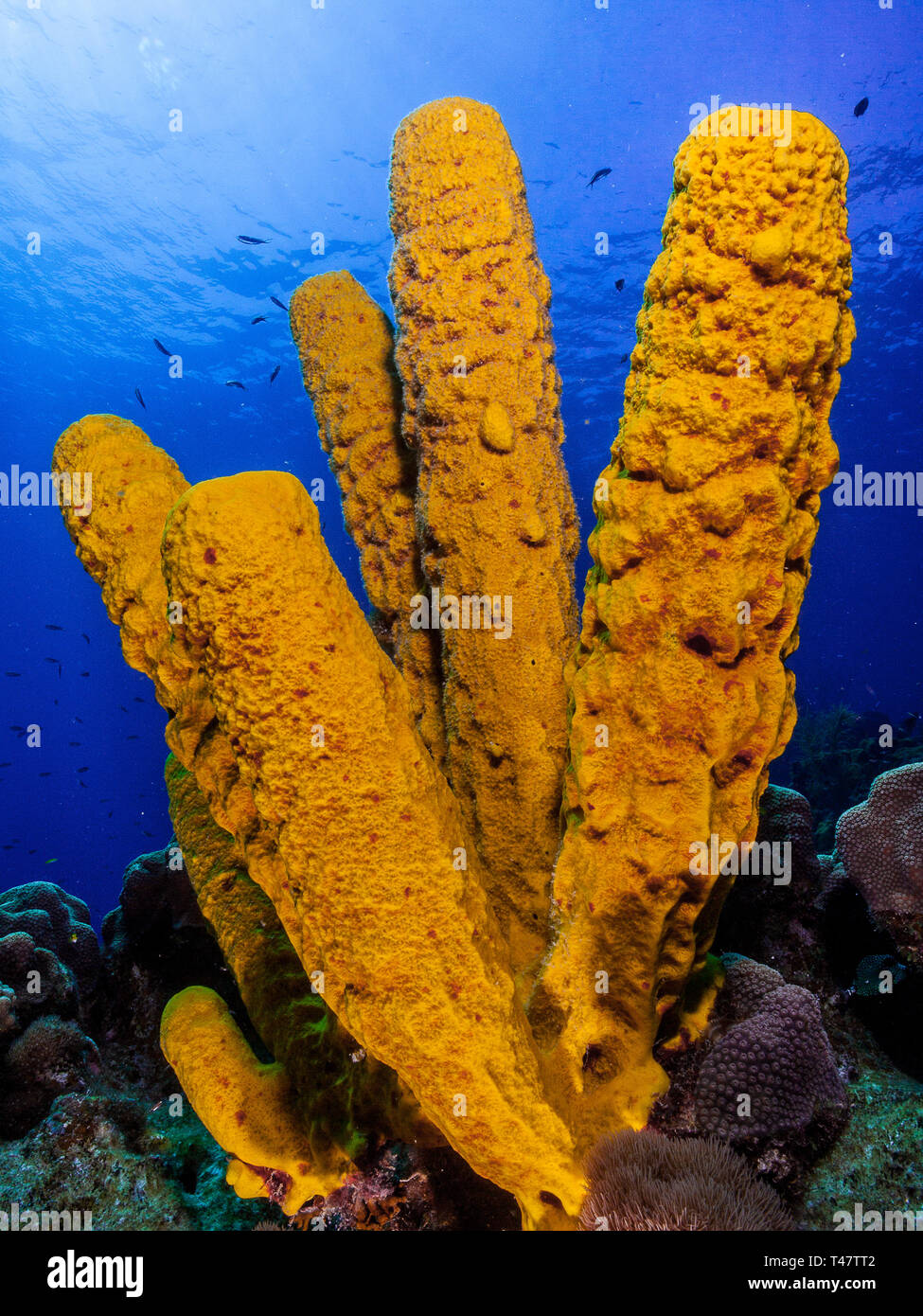 Reef scenery, Yellow tube sponge (Aplysina fistularis)coral fire and ...