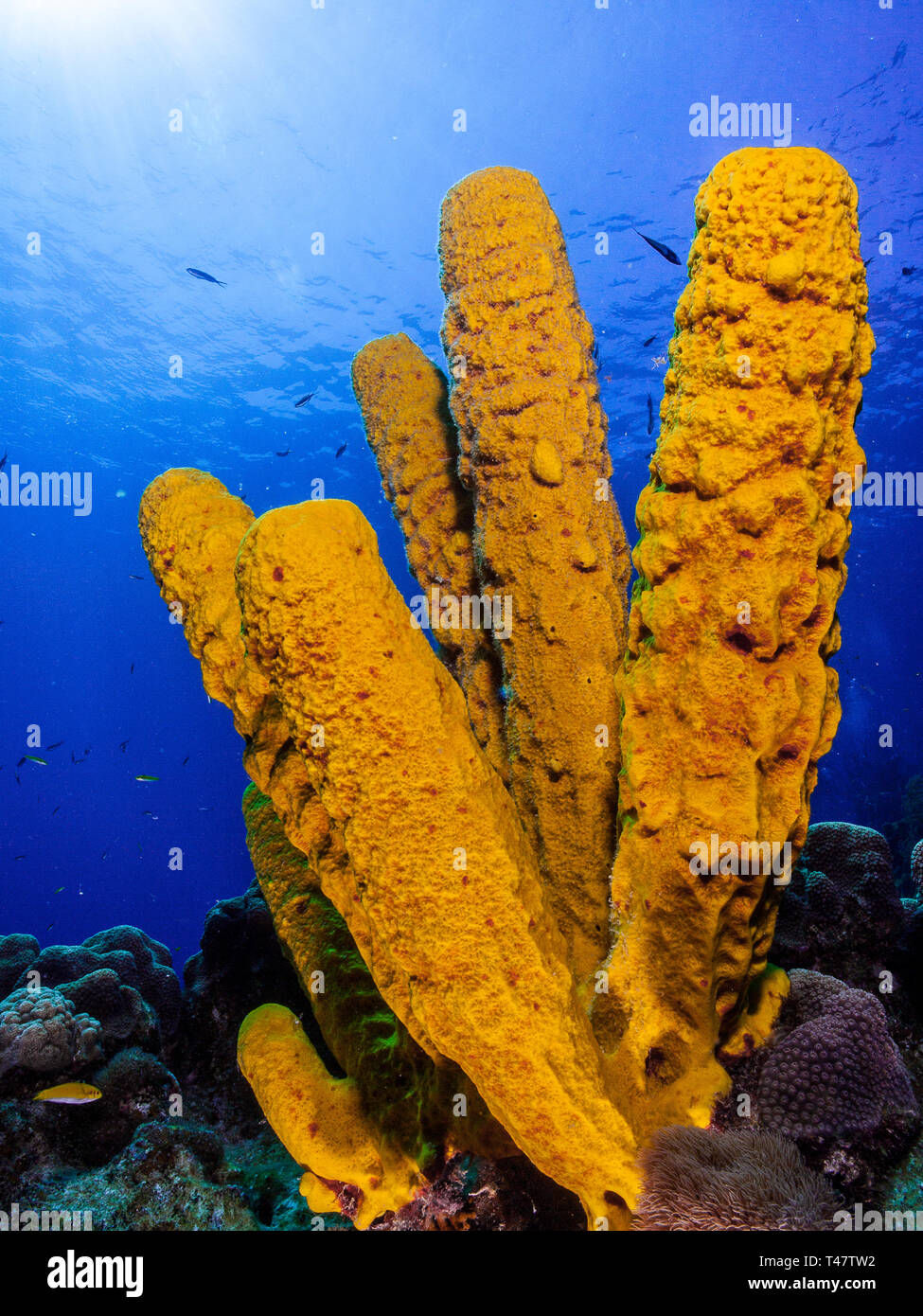 Reef scenery, Yellow tube sponge (Aplysina fistularis)coral fire and ...