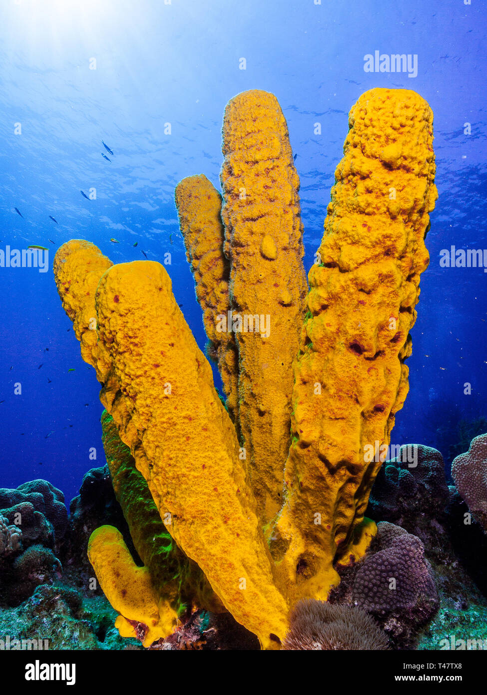 Reef scenery, Yellow tube sponge (Aplysina fistularis)coral fire and ...