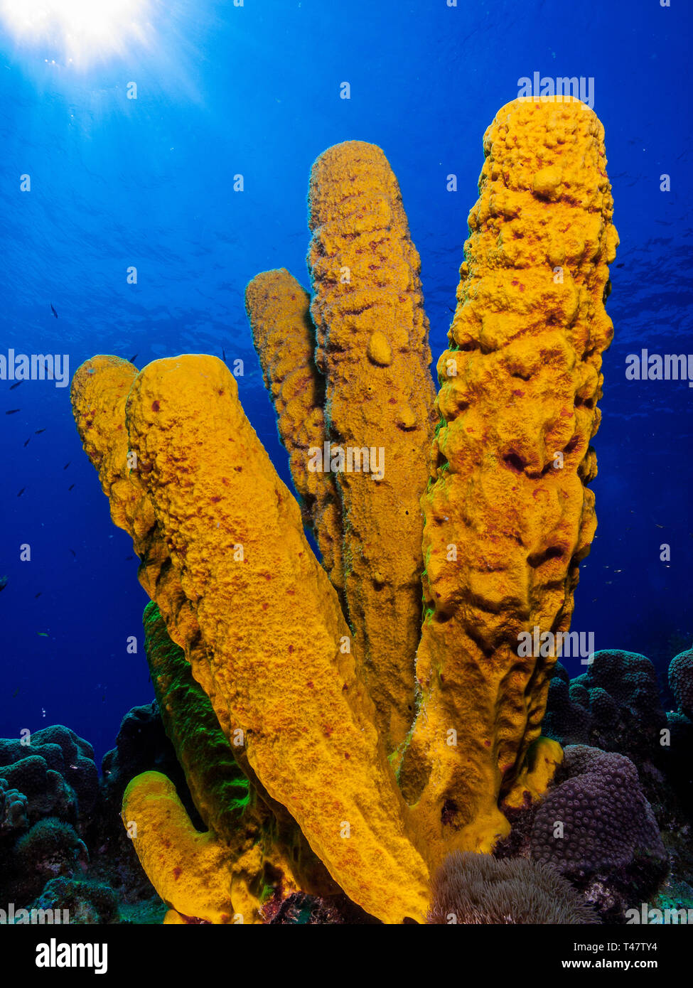 Reef scenery, Yellow tube sponge (Aplysina fistularis)coral fire and ...