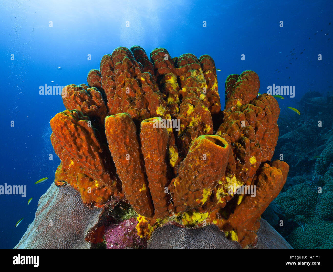 Yellow Sponge Coral