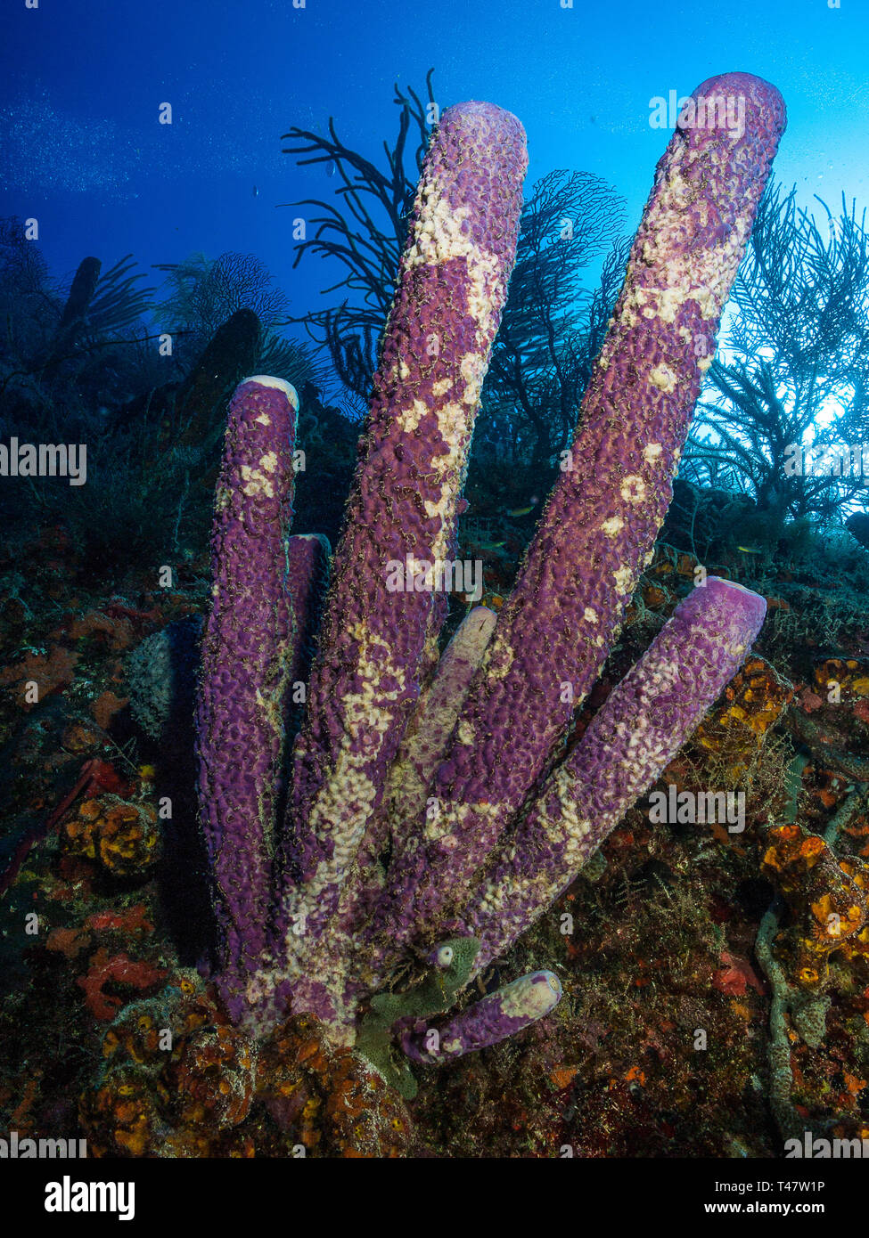 Reef scenery, Yellow tube sponge (Aplysina fistularis)coral fire and ...