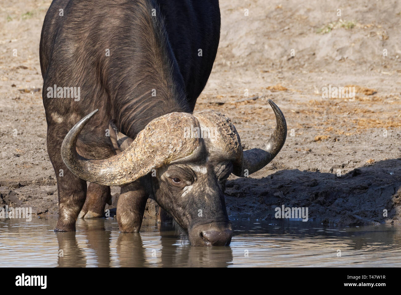 African buffalo (Syncerus caffer), adult male, drinking at a waterhole ...